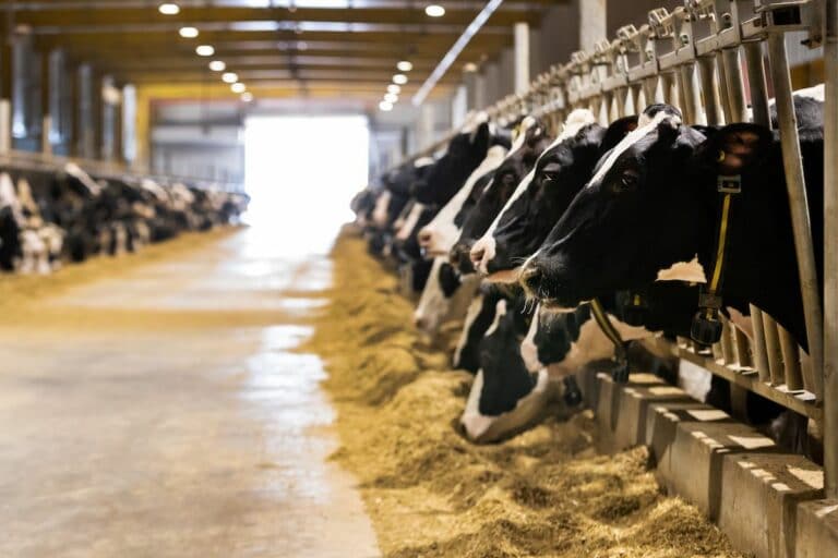 Veolia Designs Water Reuse Process for Baladna, Qatar’s Major Dairy ...