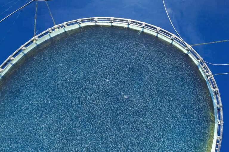 Clean Water for Rearing Healthy Fish High-Performance Systems for ...